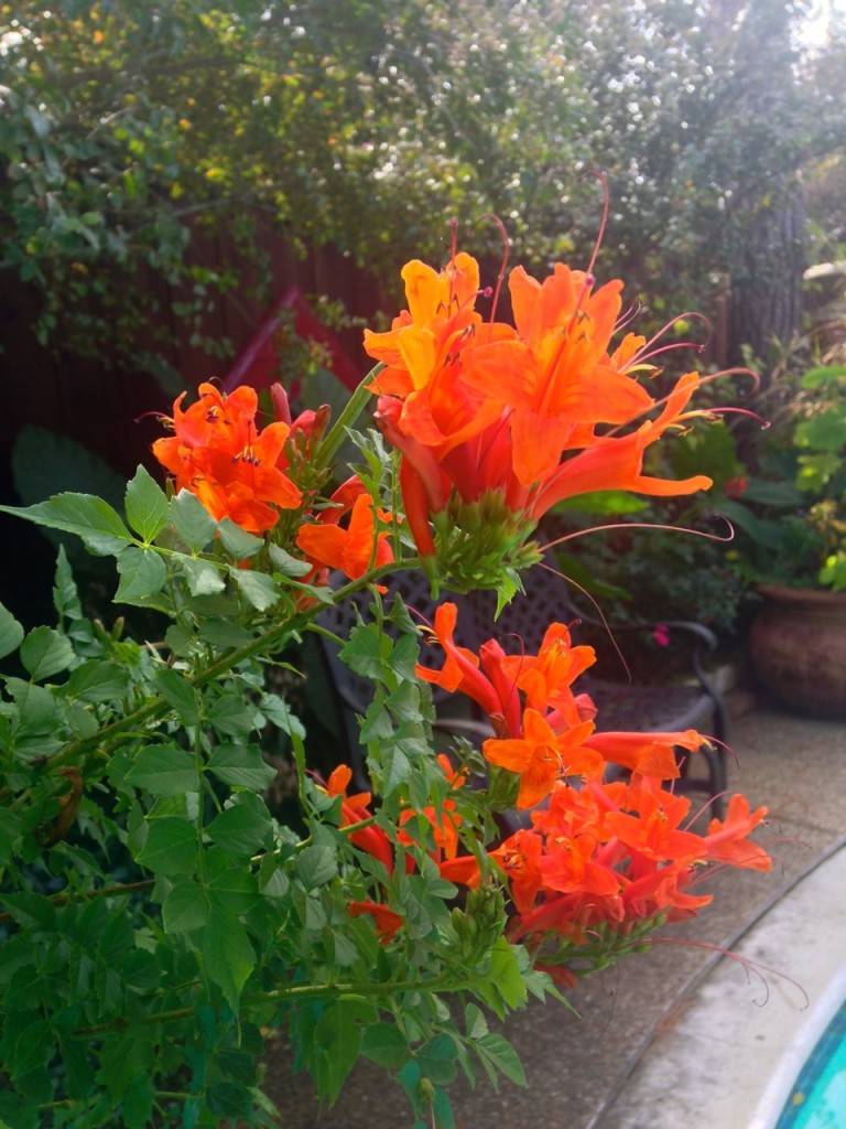 Honeysuckle in Bloom | pbgarden.com